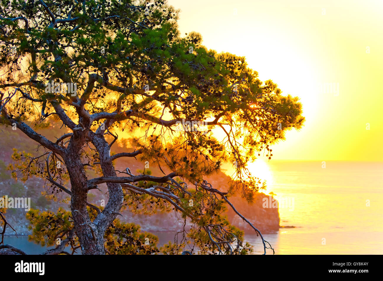 the rays of the rising sun streaming through the branches of the pine ...