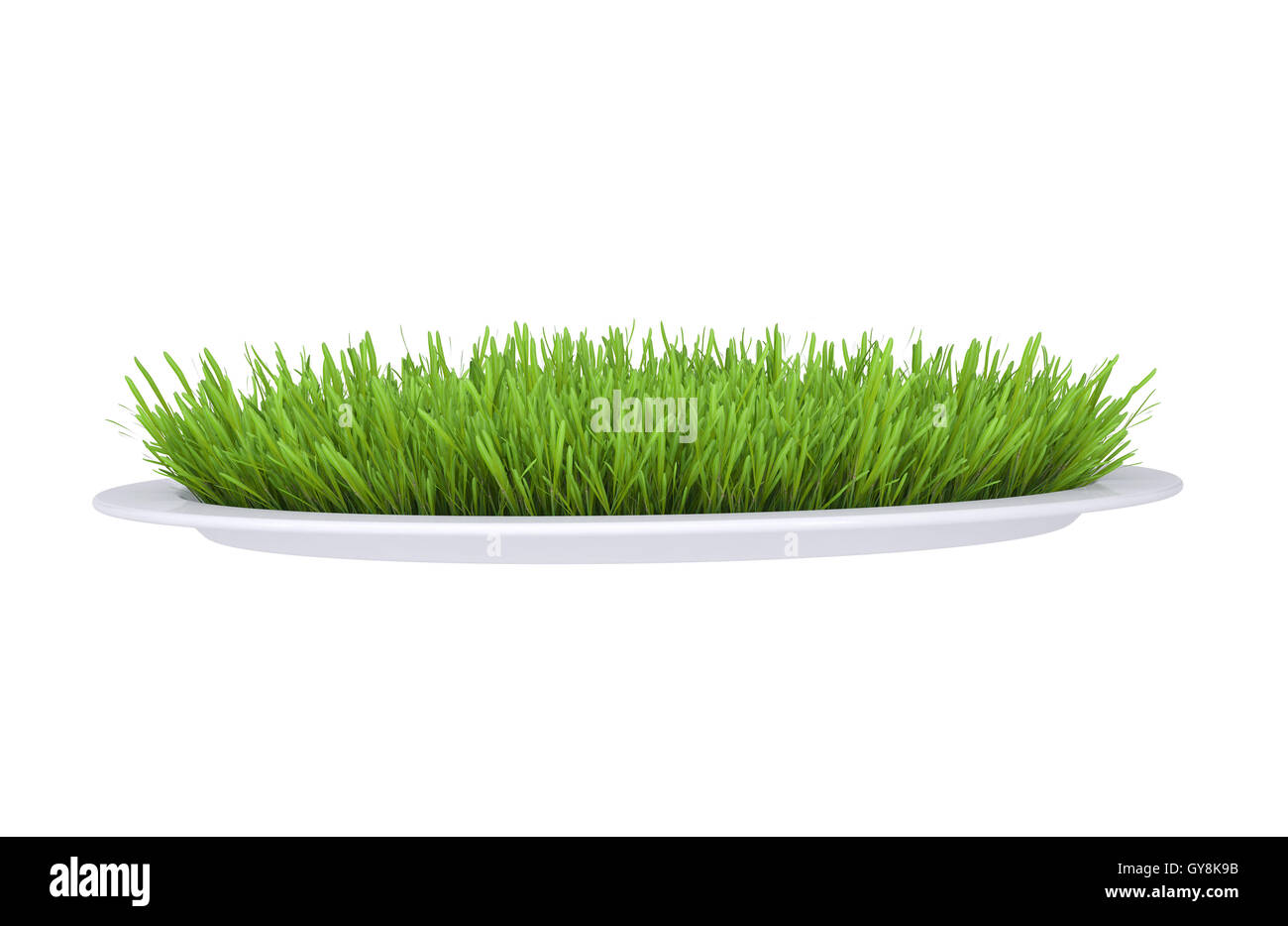 Green grass on a plate Stock Photo - Alamy