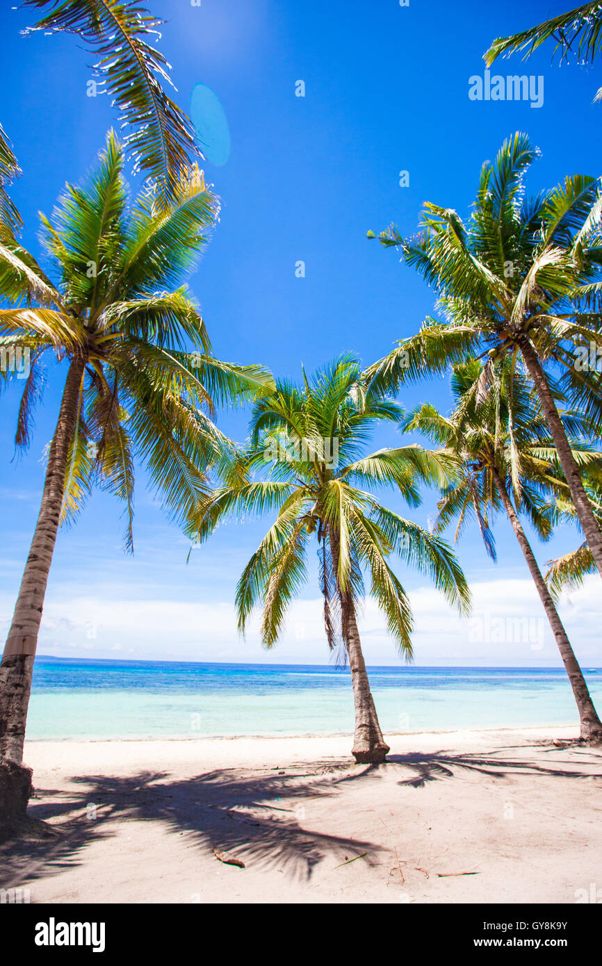 Tropical beach with beautiful palms and white sand, Philippines Stock ...