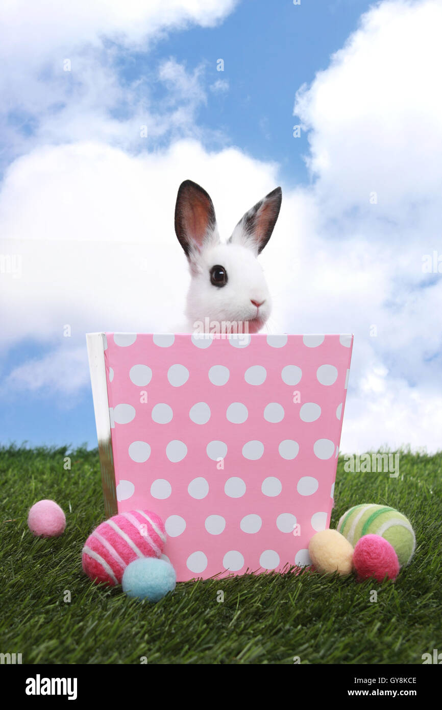 Young Adorable Little Bunny Rabbit Stock Photo - Alamy