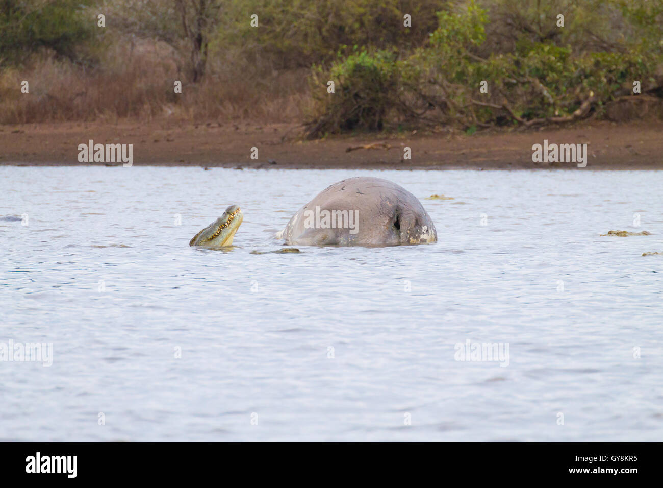 Dead hippo on Kruger National park waterhole. Safari and wildlife ...