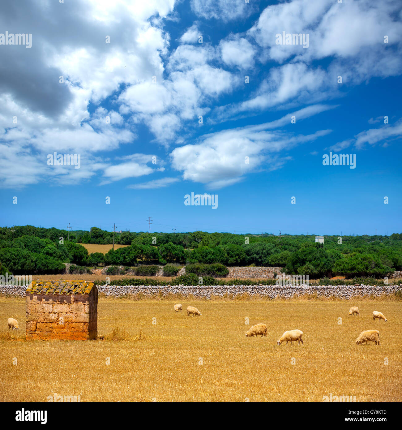 Cattle farm menorca minorca hi-res stock photography and images - Alamy