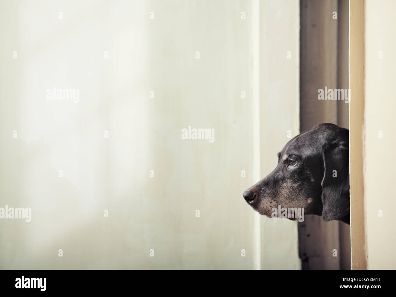 Dog face hide hi-res stock photography and images - Alamy