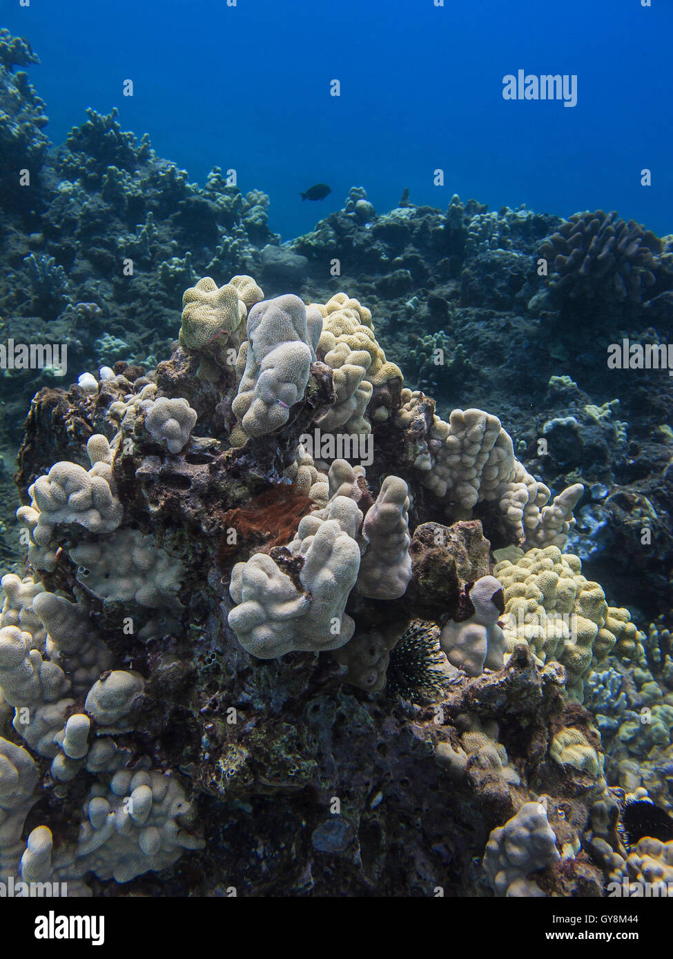 Pacific coral reef Stock Photo - Alamy