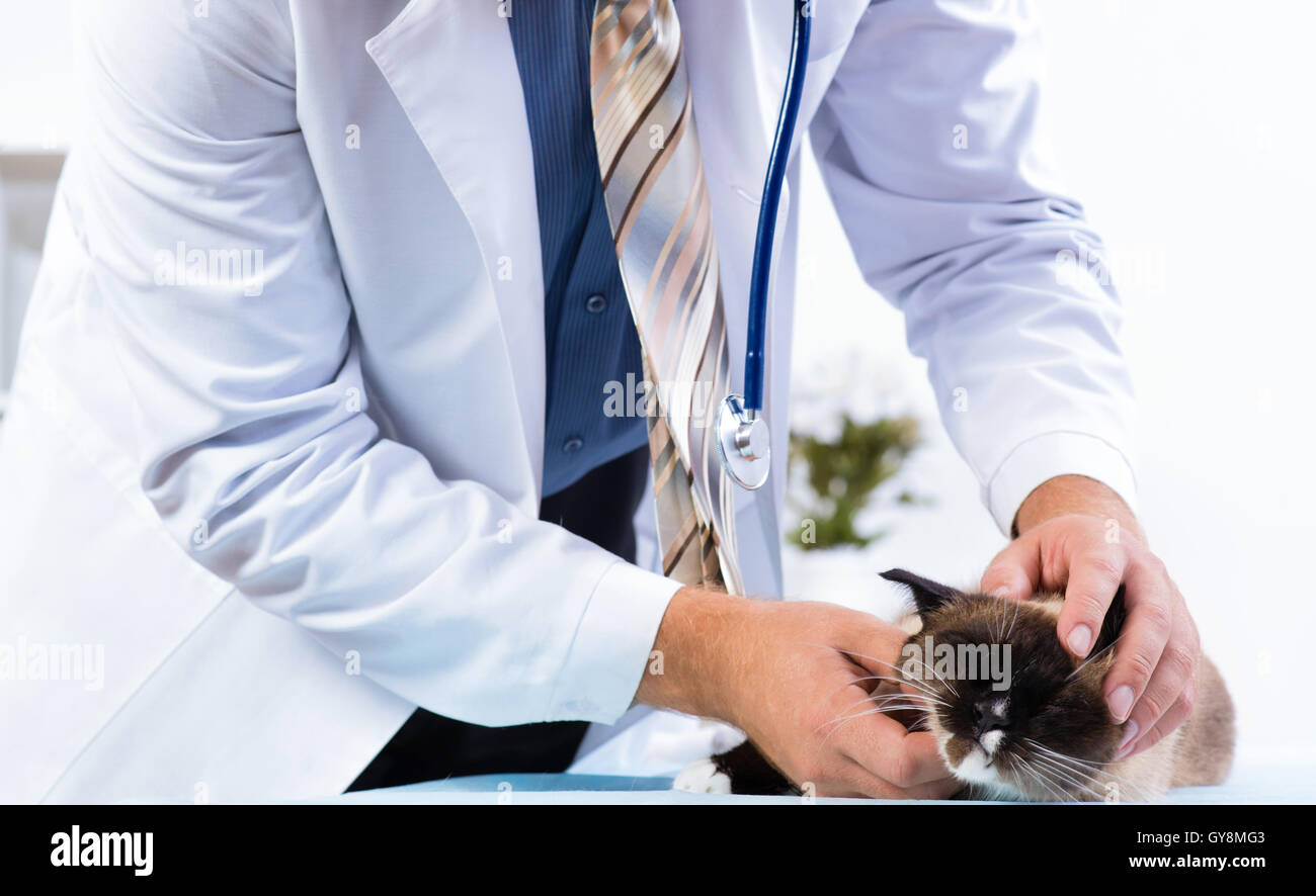 vet checks the health of a cat Stock Photo - Alamy