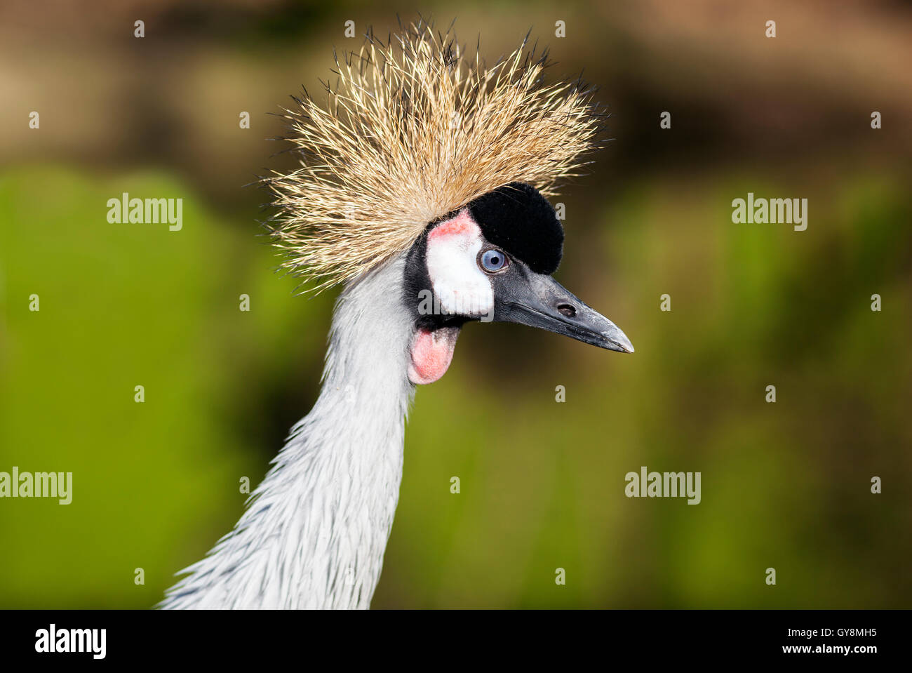 Black neck crane hi-res stock photography and images - Alamy