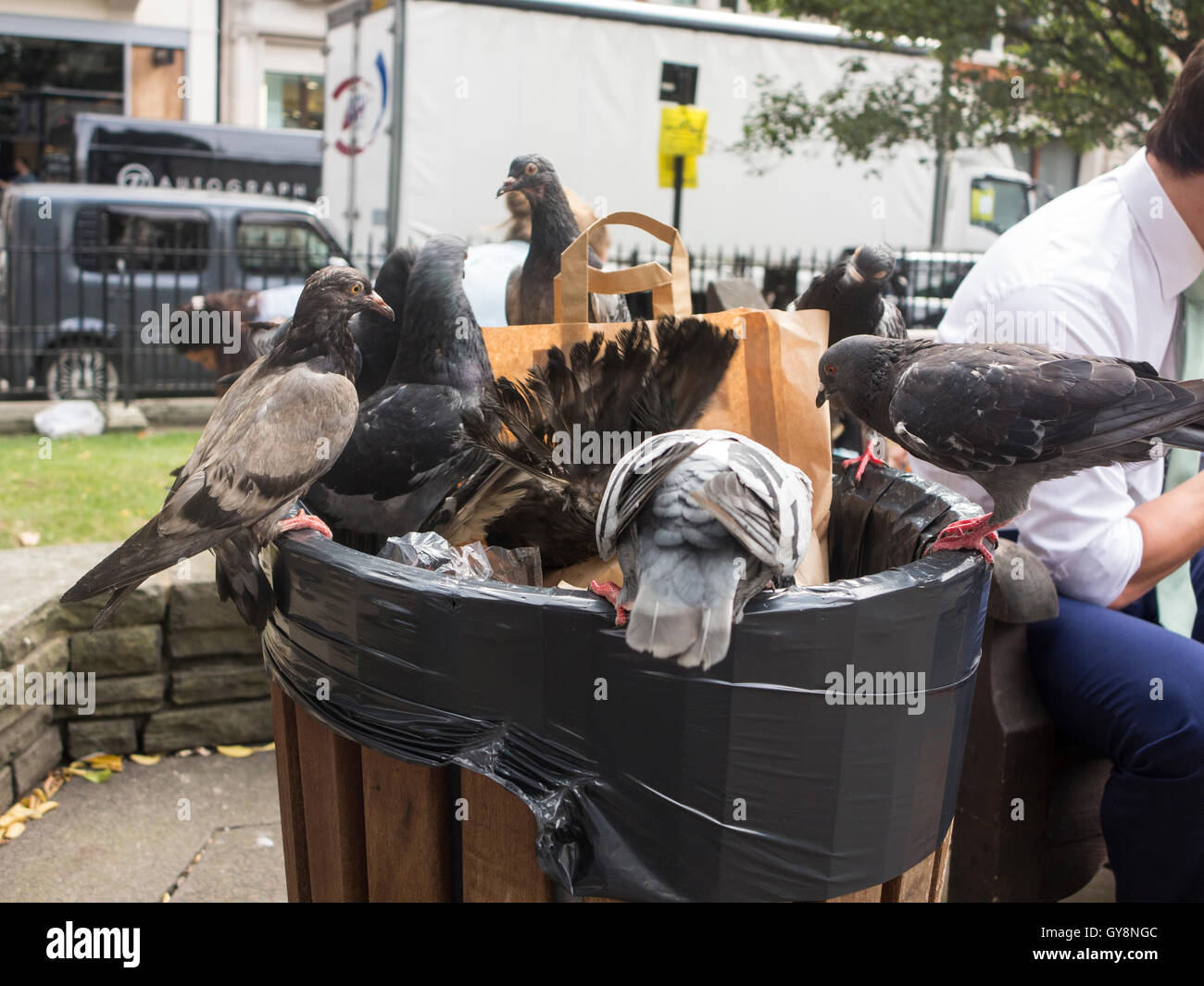 Pigeons feeding in a London rubbish bin Stock Photo - Alamy