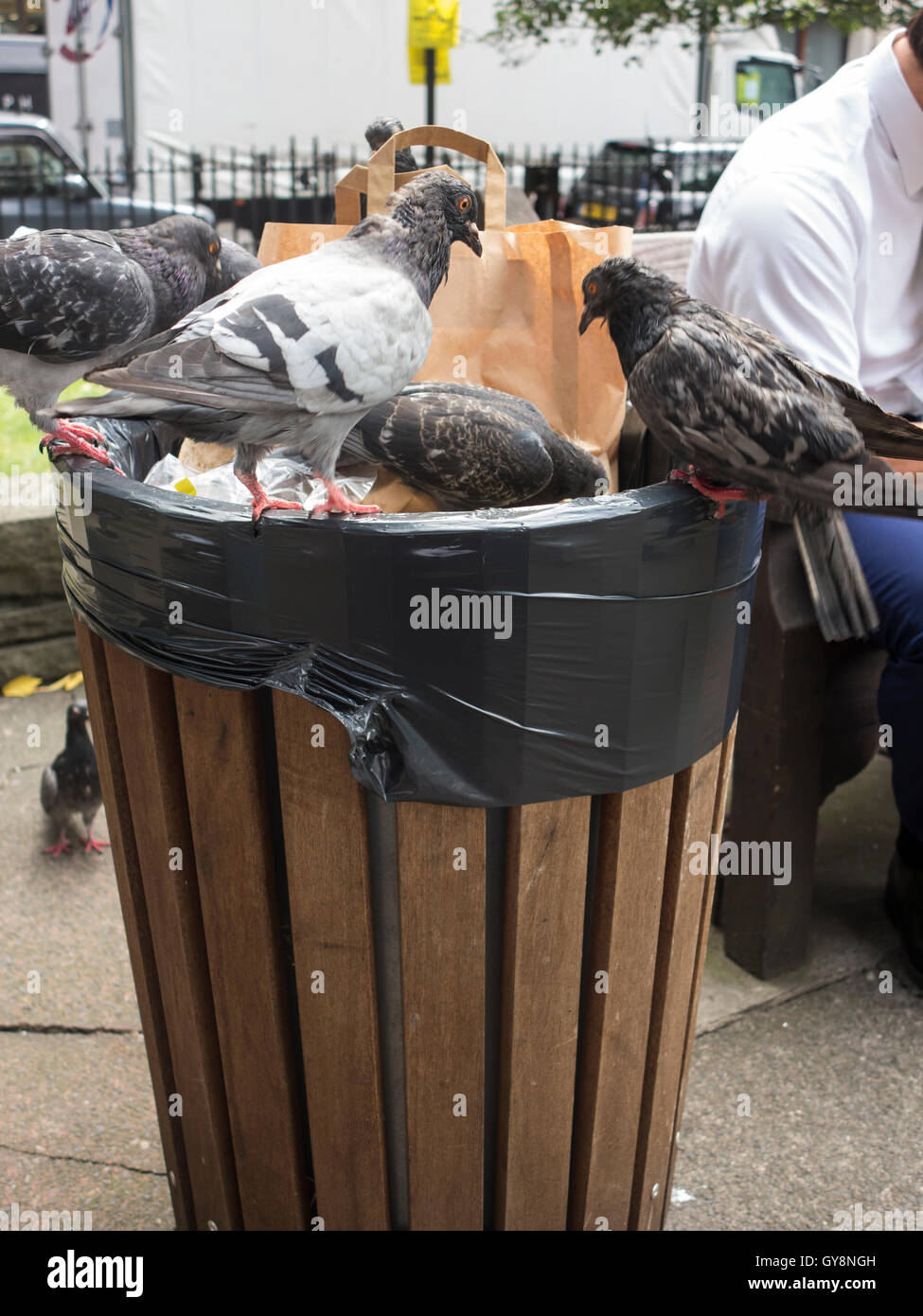 Pigeons feeding in a London rubbish bin Stock Photo - Alamy
