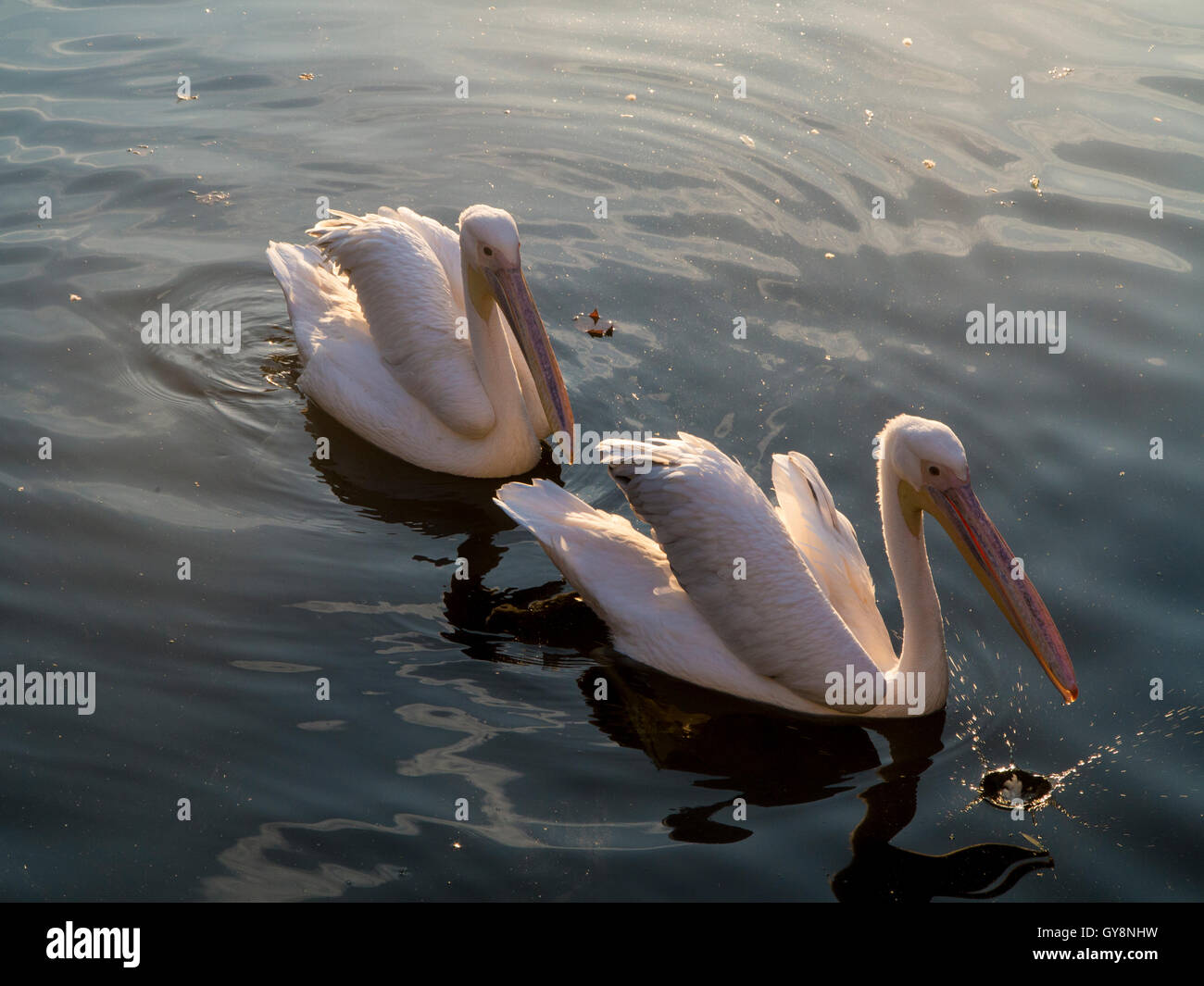 Pelicans in St James Park, London at dusk Stock Photo - Alamy