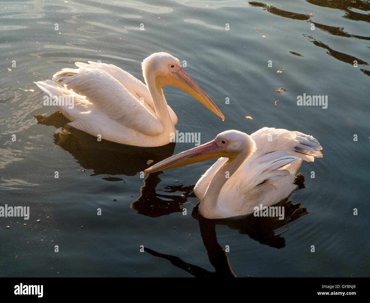 Pelicans in St James Park, London at dusk Stock Photo - Alamy