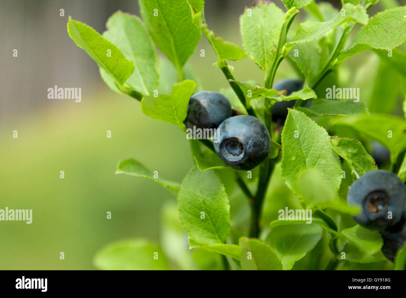 Green unripe blueberries close hi-res stock photography and images - Alamy