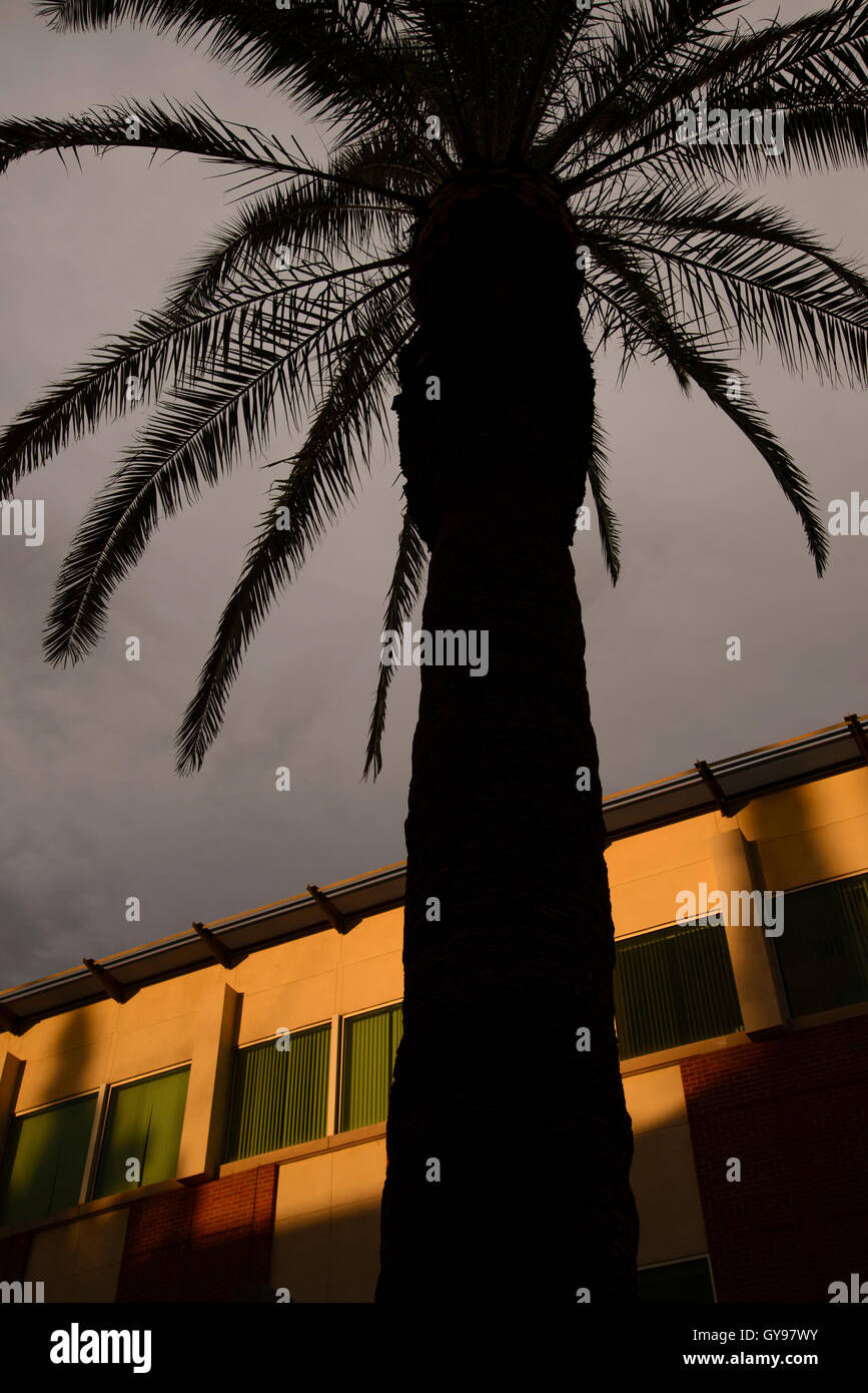A palm tree grows on a college campus, Tucson, Arizona, USA Stock Photo ...