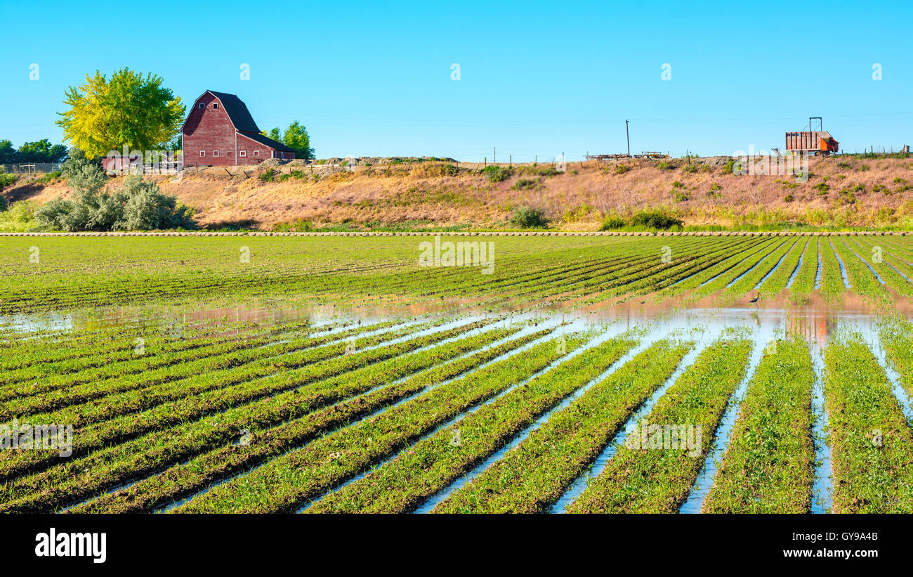 Irrigated farmland and red barn with crops Stock Photo - Alamy
