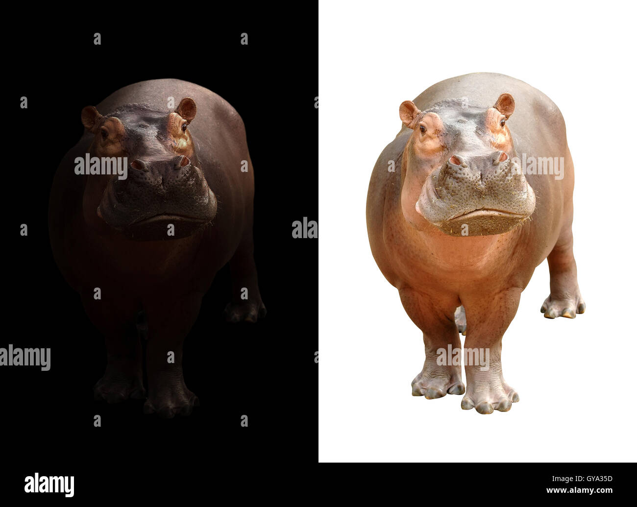 Black and white hippo hi-res stock photography and images - Alamy