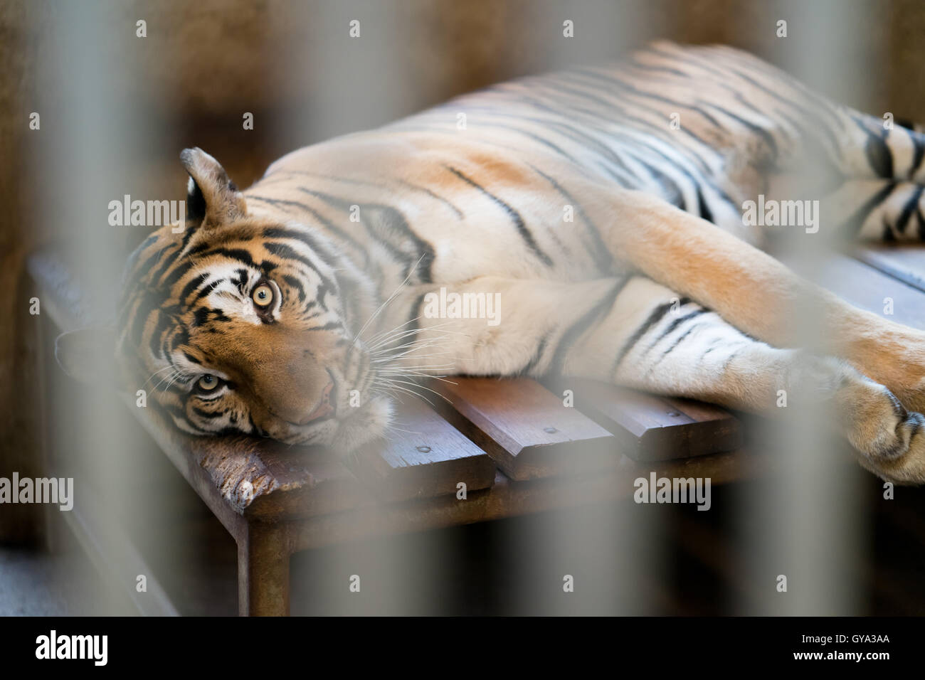 tiger behind bars in a zoo cage Stock Photo - Alamy