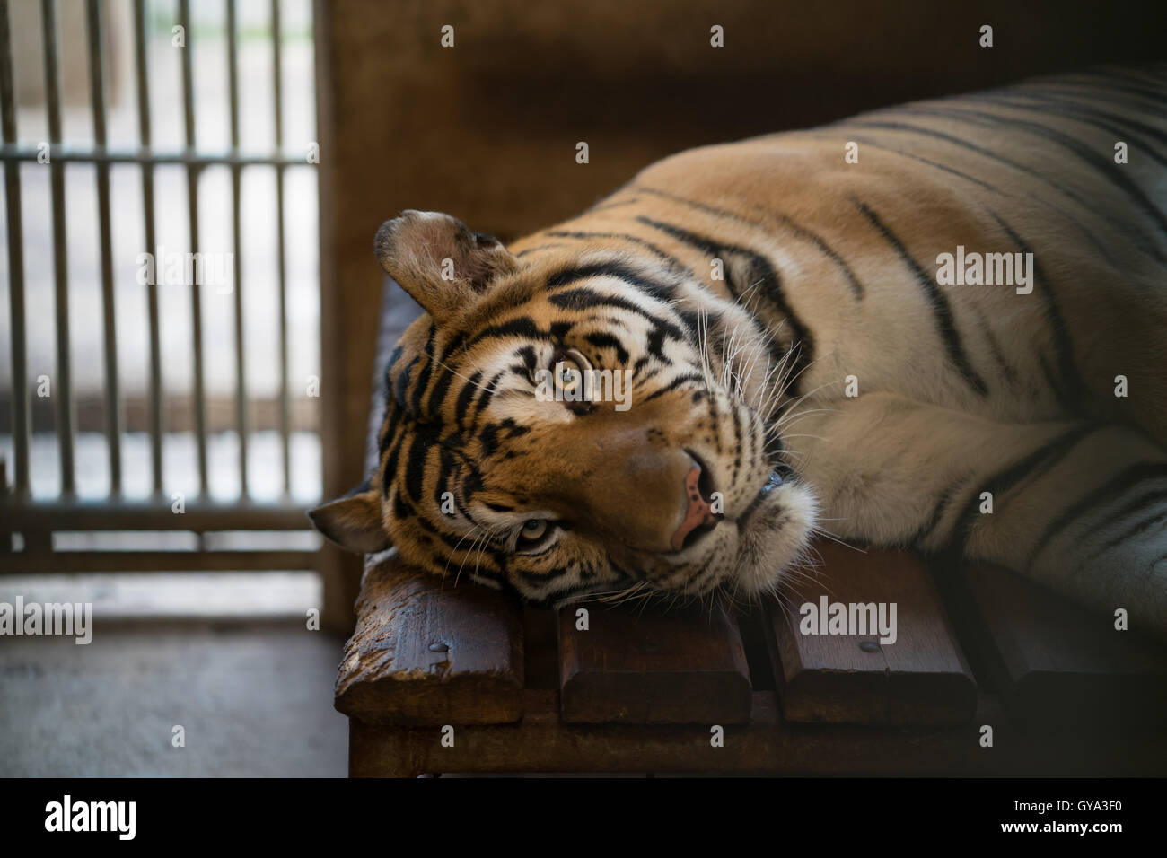Zoo cage bars hi-res stock photography and images - Alamy