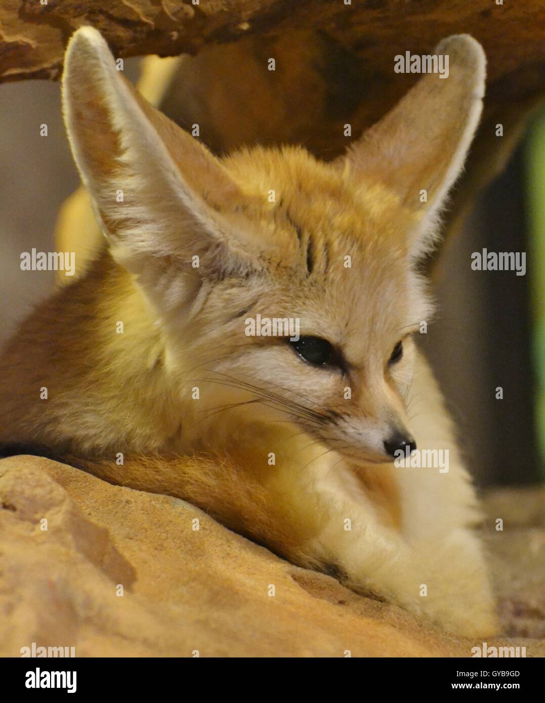 Sahara wildlife hi-res stock photography and images - Alamy