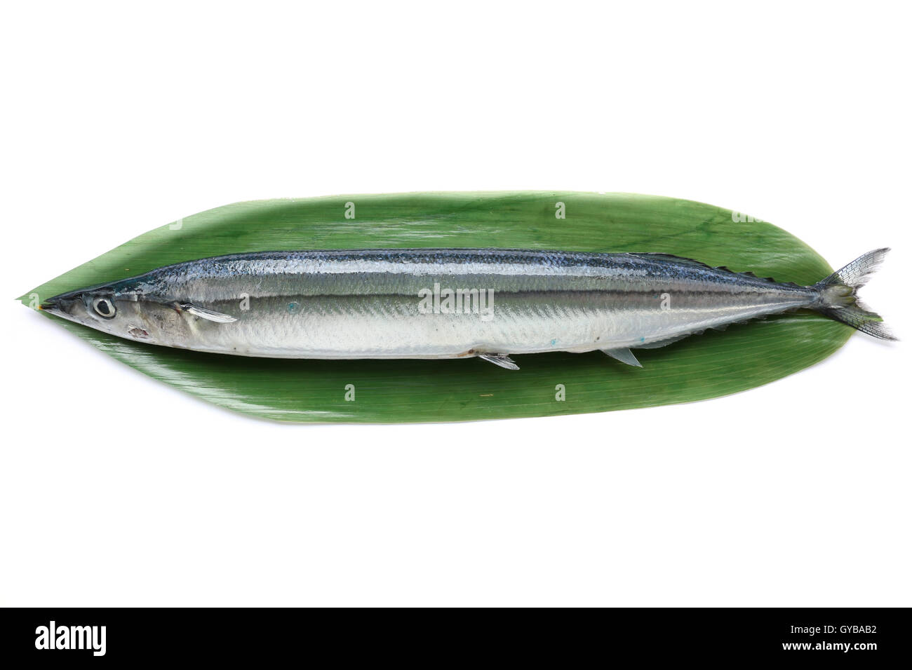 Japanese raw saury fish isolated Stock Photo - Alamy