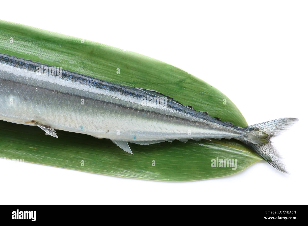 Japanese raw saury fish isolated #3 Stock Photo - Alamy