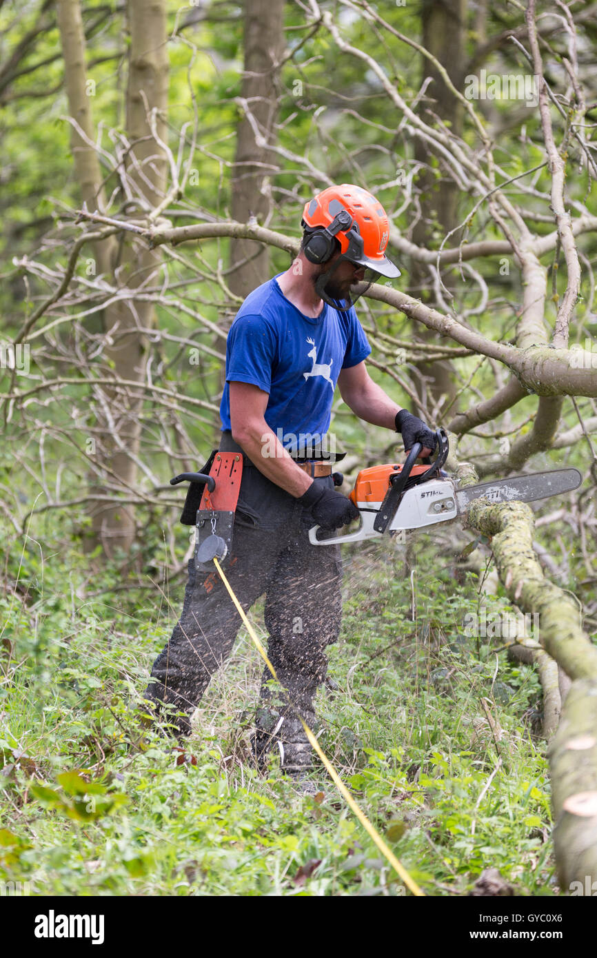 Male tree surgeon cuts a felled tree with a chainsaw, UK Stock Photo ...