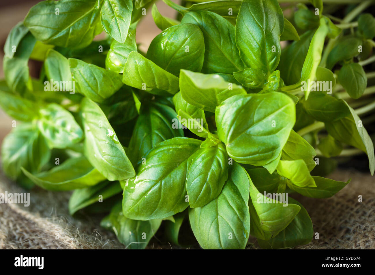 Fresh little basil plant for a tasty meal Stock Photo - Alamy