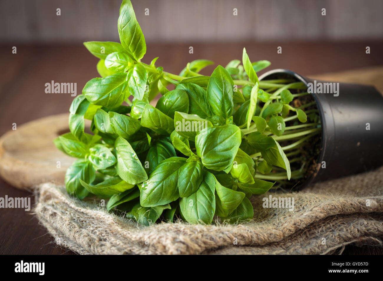 Fresh little basil plant for a tasty meal Stock Photo - Alamy