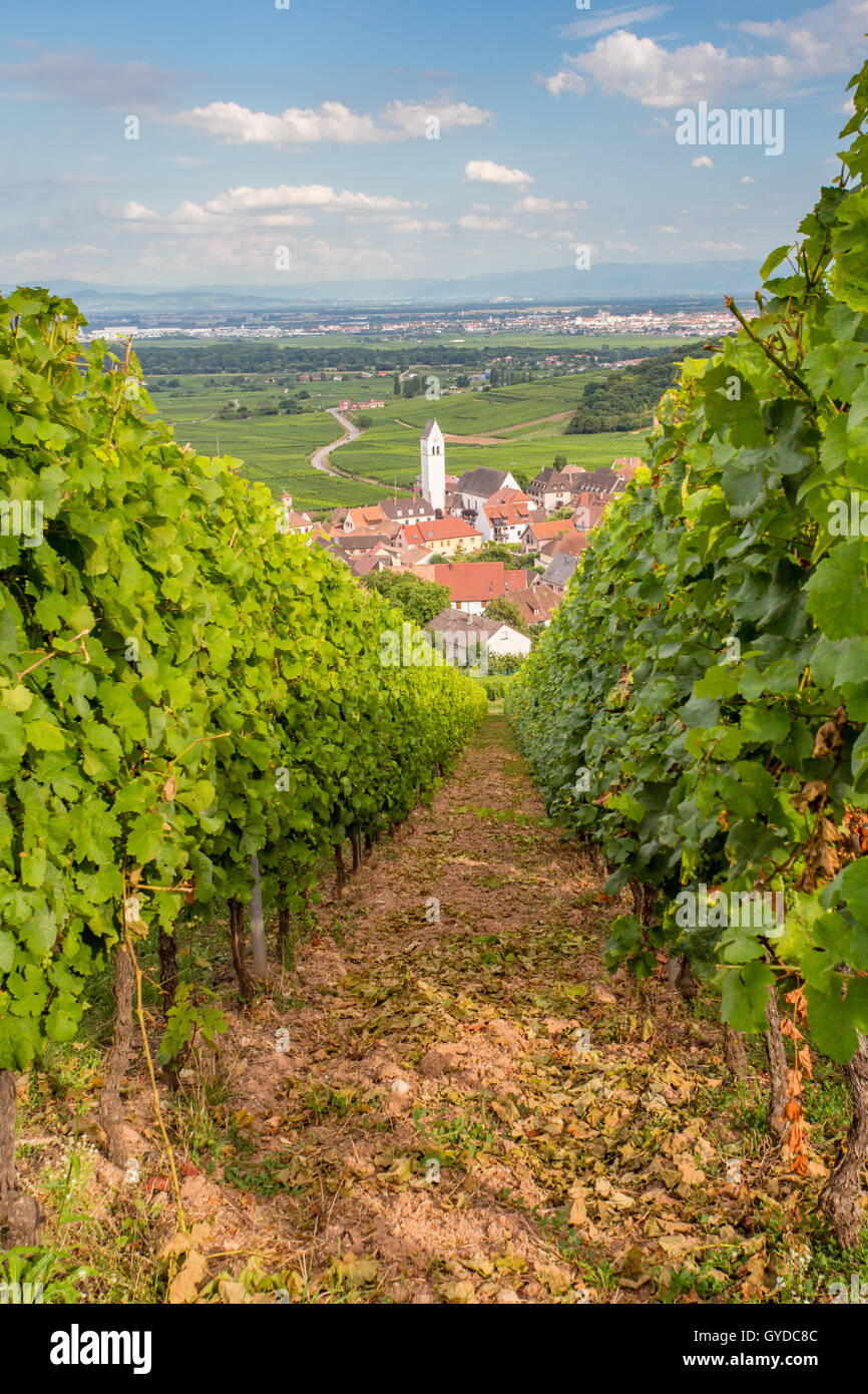 Katzenthal village and surrounding vinyards on the wine route in Alsace ...