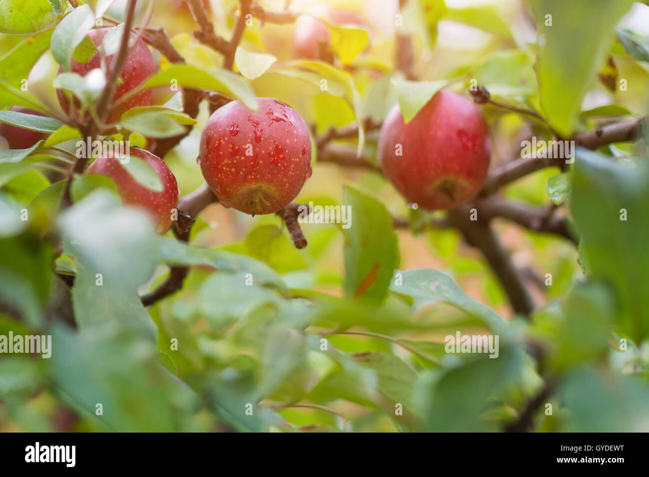 Fruitful tree hi-res stock photography and images - Alamy