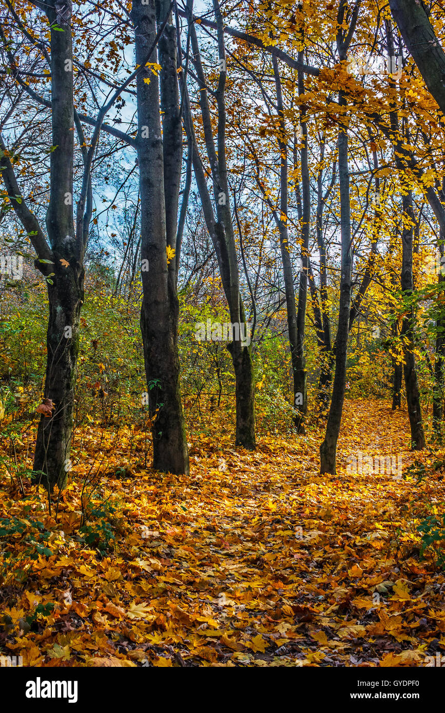 tall trees with yellow and orange foliage in autumn forest on sunny day ...