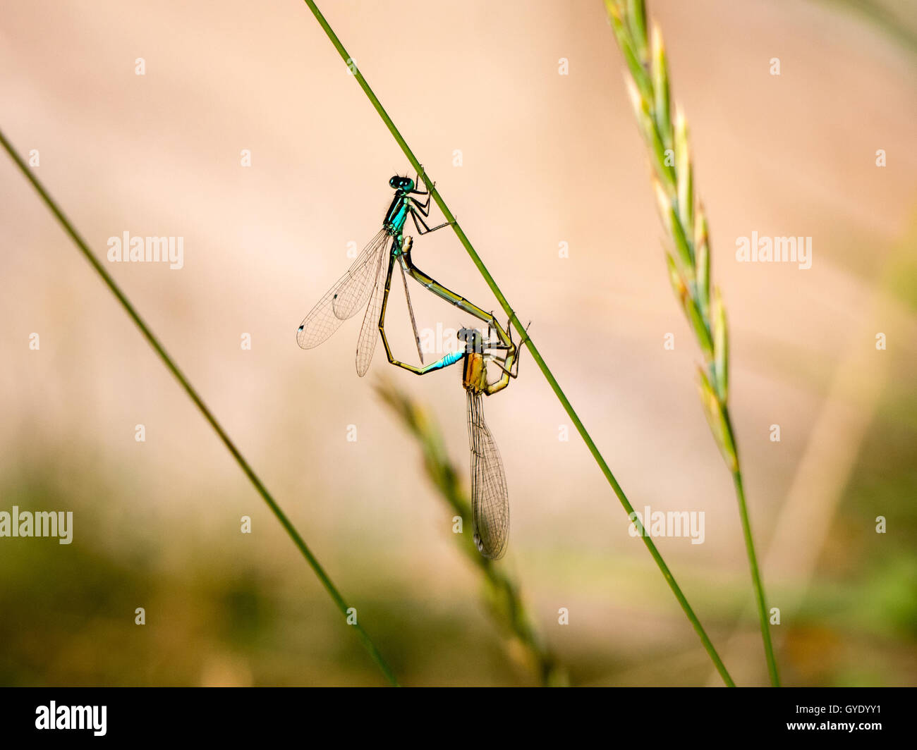 Two Blue tailed Damselflies mating Stock Photo - Alamy