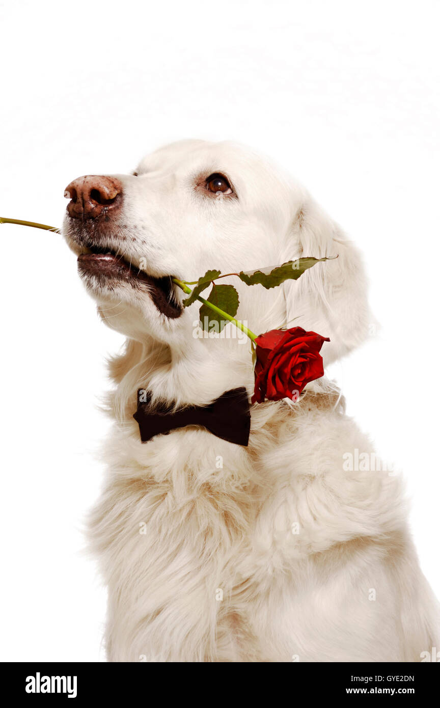golden retriever dog with a rose in his mouth Stock Photo - Alamy