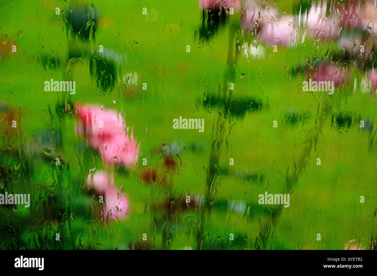 Rain soaked roses hi-res stock photography and images - Alamy