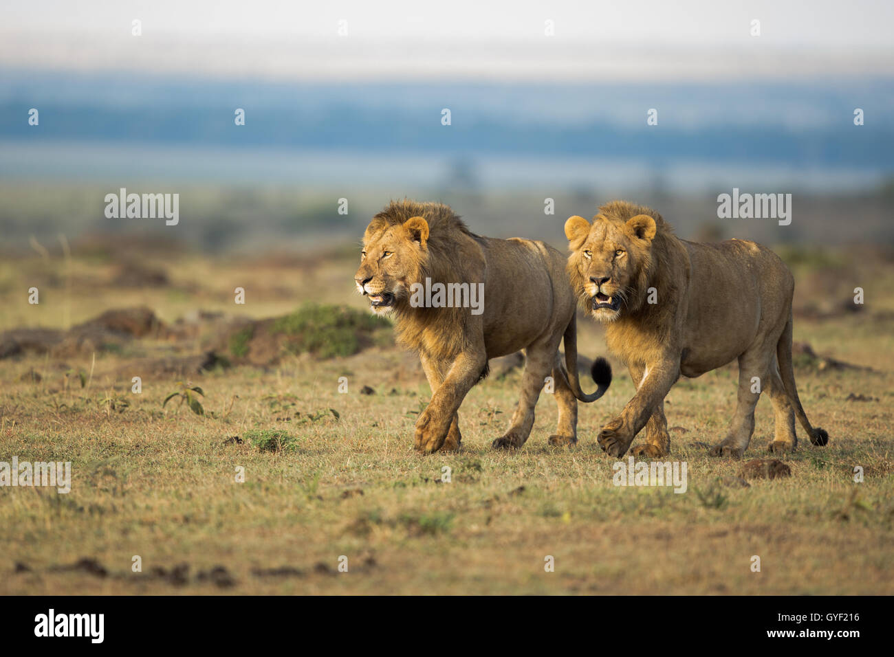Two lion brother meet Stock Photo - Alamy