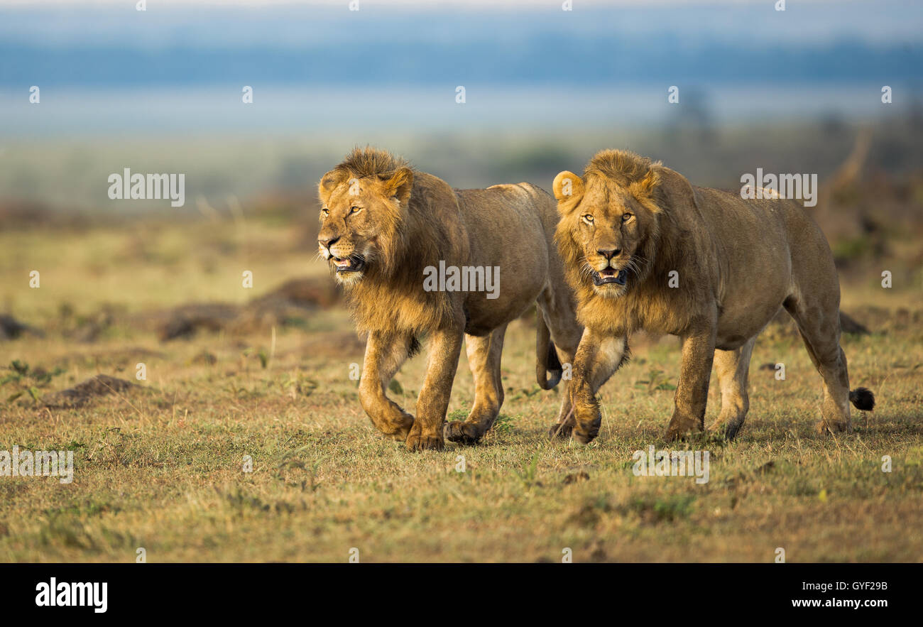 Two lion brother meet Stock Photo - Alamy