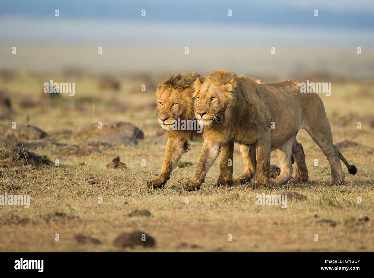 Two lion brother meet Stock Photo - Alamy