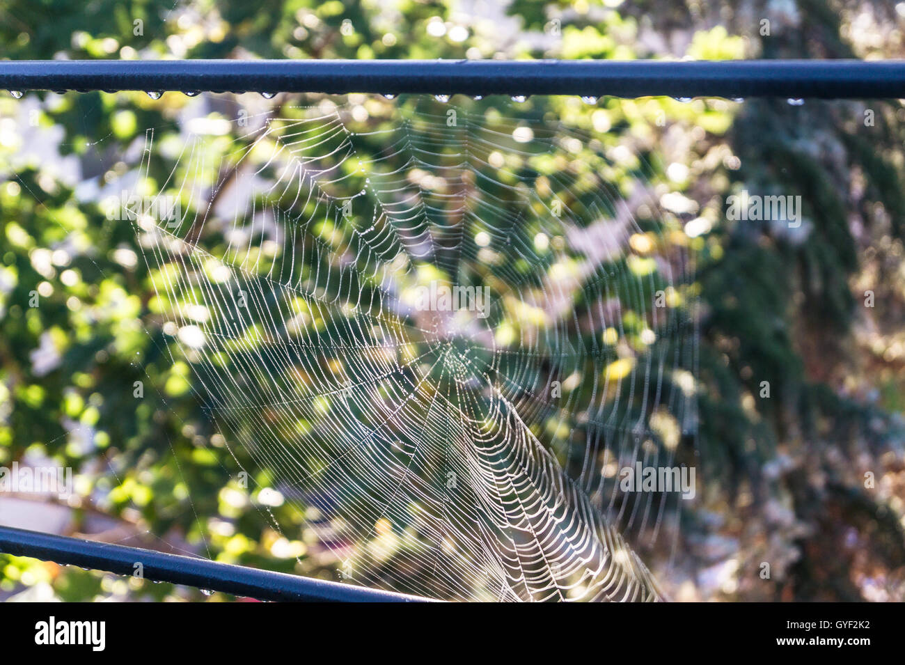 Morning spider web with water drops Stock Photo - Alamy