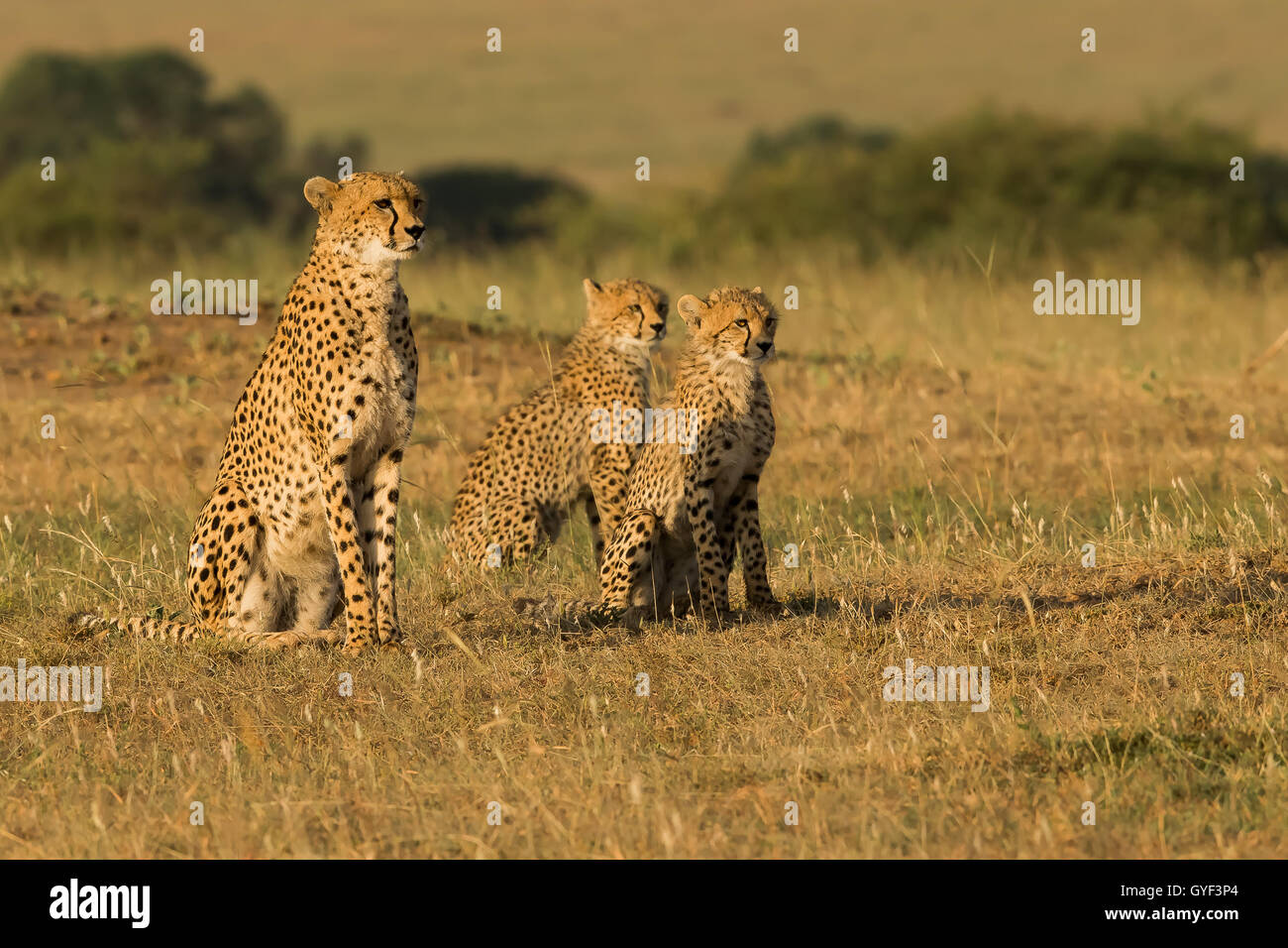Cheetah in his habitat Stock Photo - Alamy