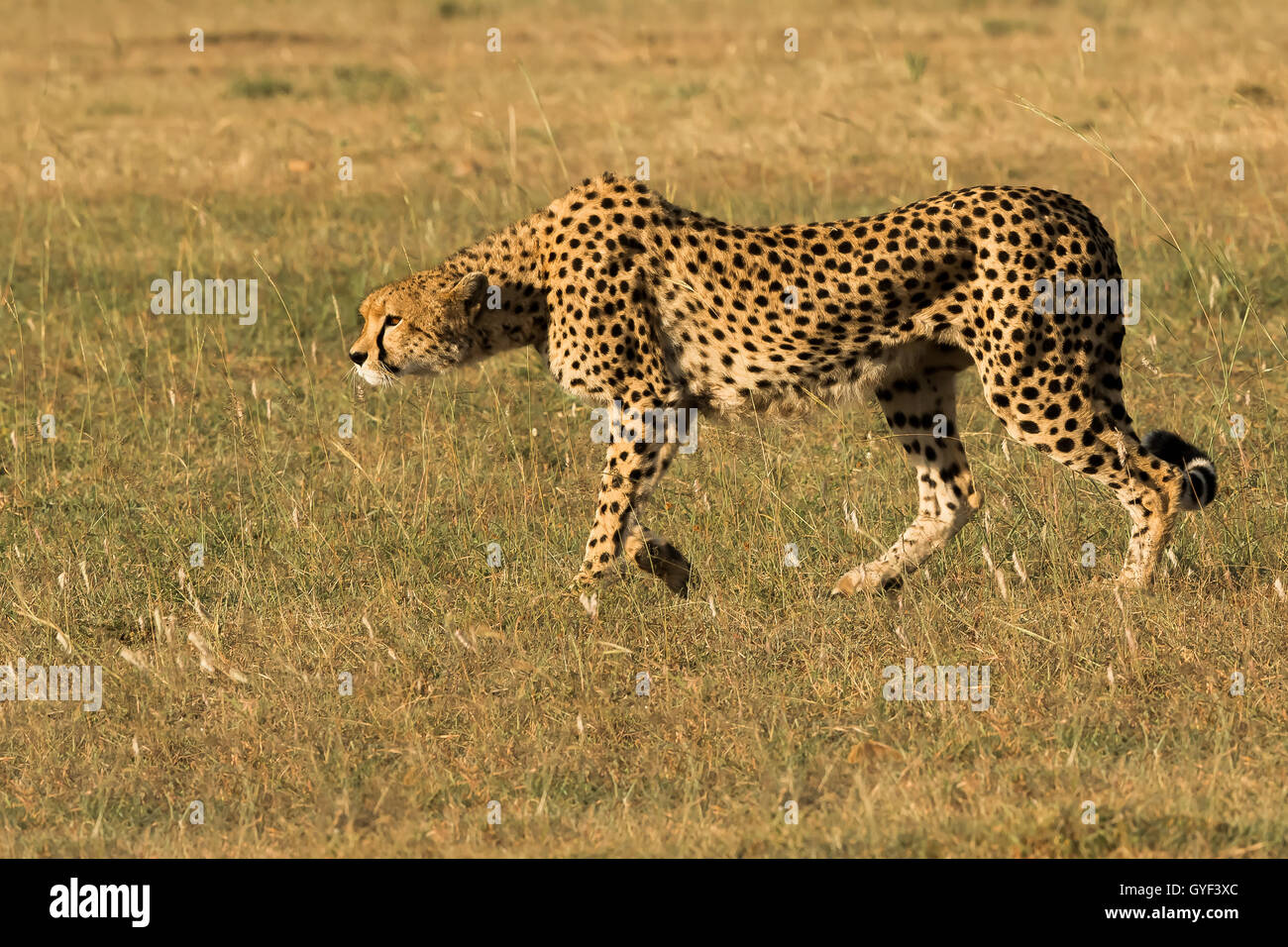 Cheetah in his habitat Stock Photo - Alamy