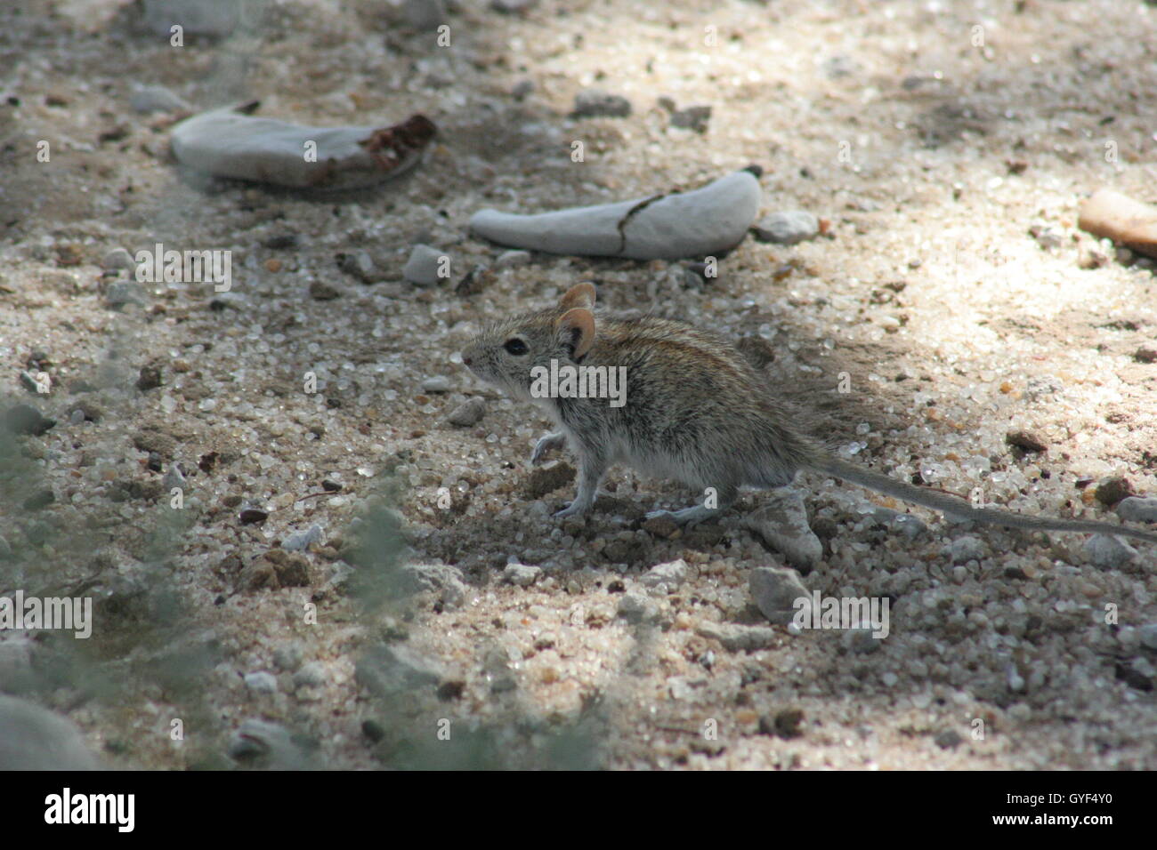 A Kalahari mouse walks very cautiously in the open. making sure that it ...