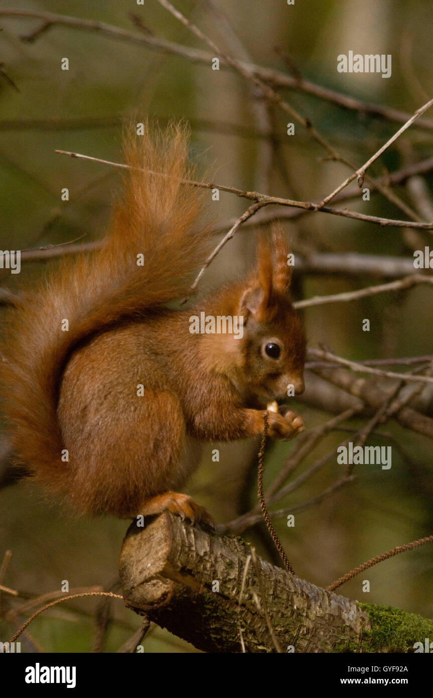 Native Red Squirrel Stock Photo - Alamy