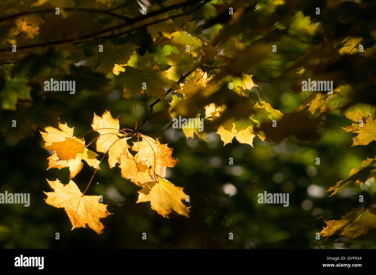 Maples hi-res stock photography and images - Alamy
