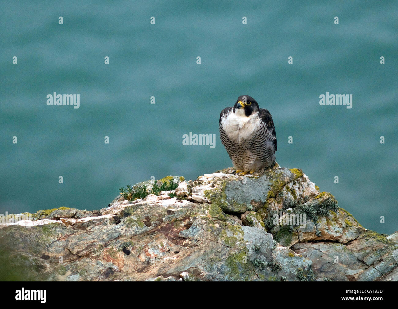 Male Peregrine Falcon Stock Photos & Male Peregrine Falcon Stock Images ...