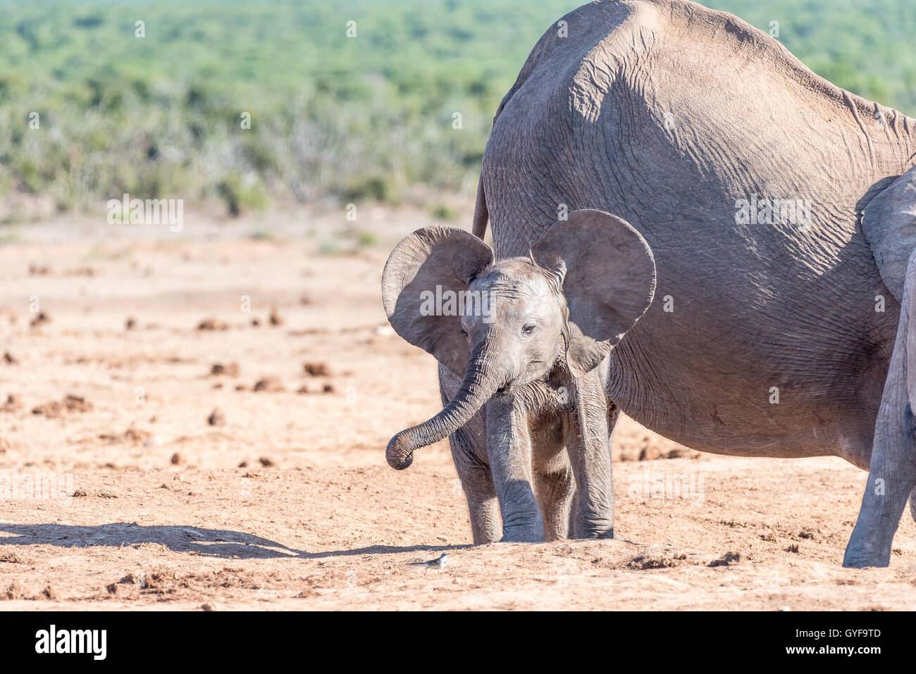 Elephant calf flapping ears hi-res stock photography and images - Alamy