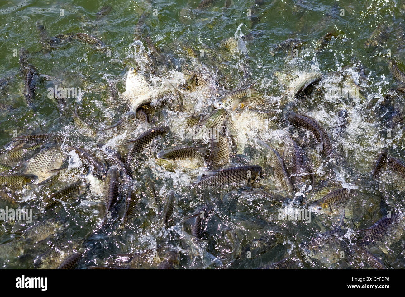 are fed a lot of fish and fight for a piece fish feed Stock Photo - Alamy