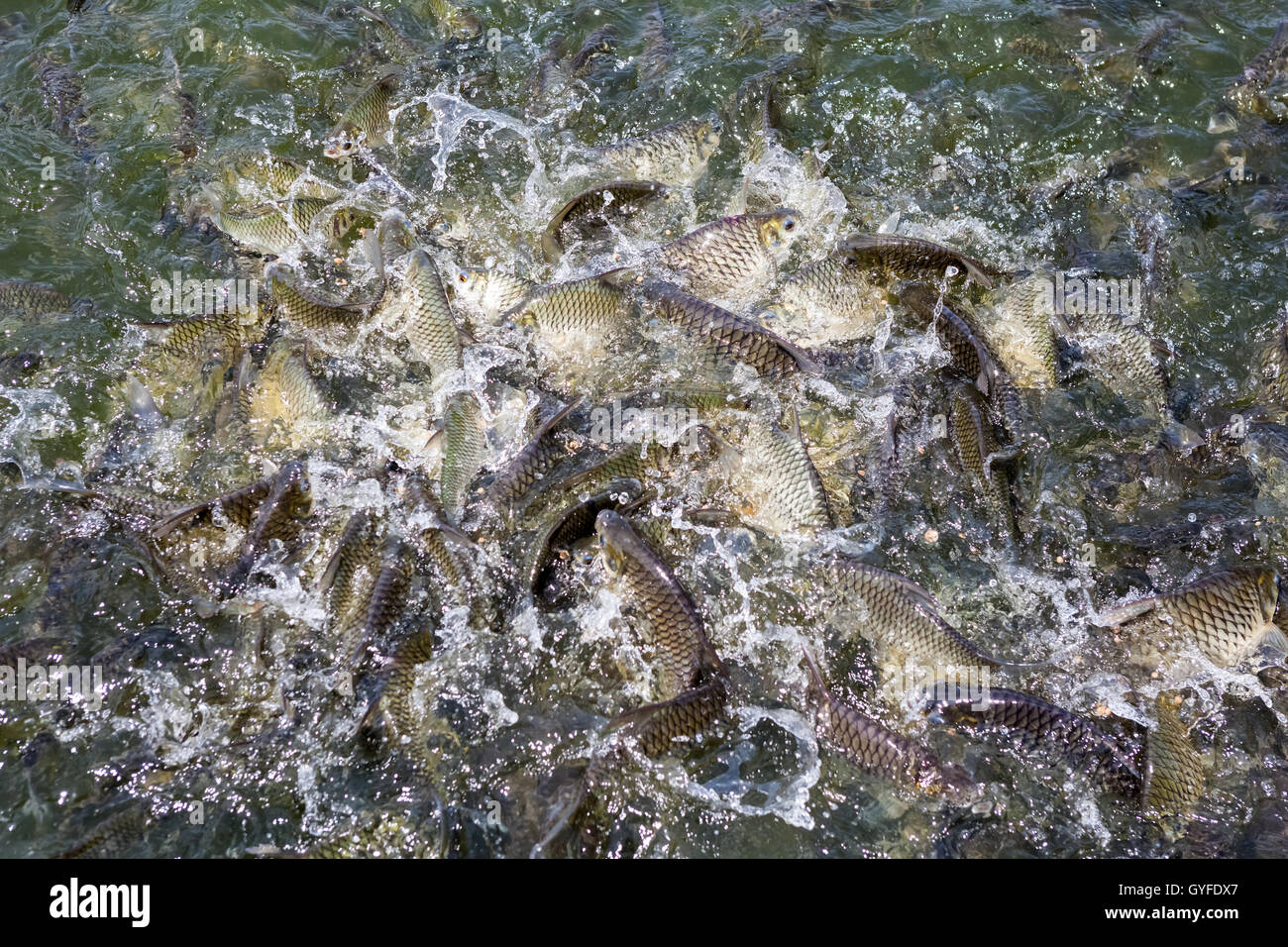 are fed a lot of fish and fight for a piece fish feed Stock Photo - Alamy