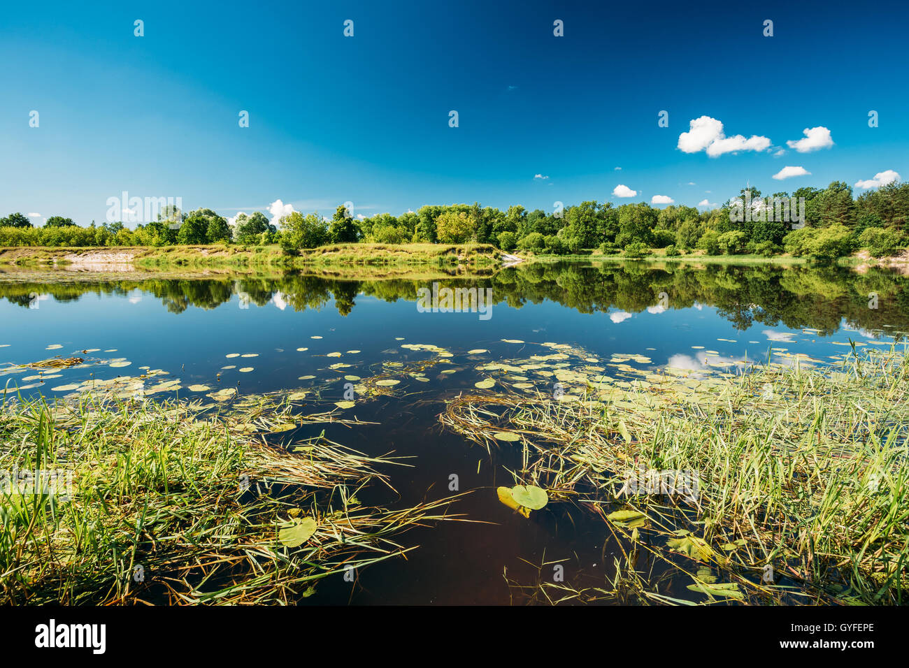 River Landscape With Green Forest Woods On Coast And Reflections Of ...