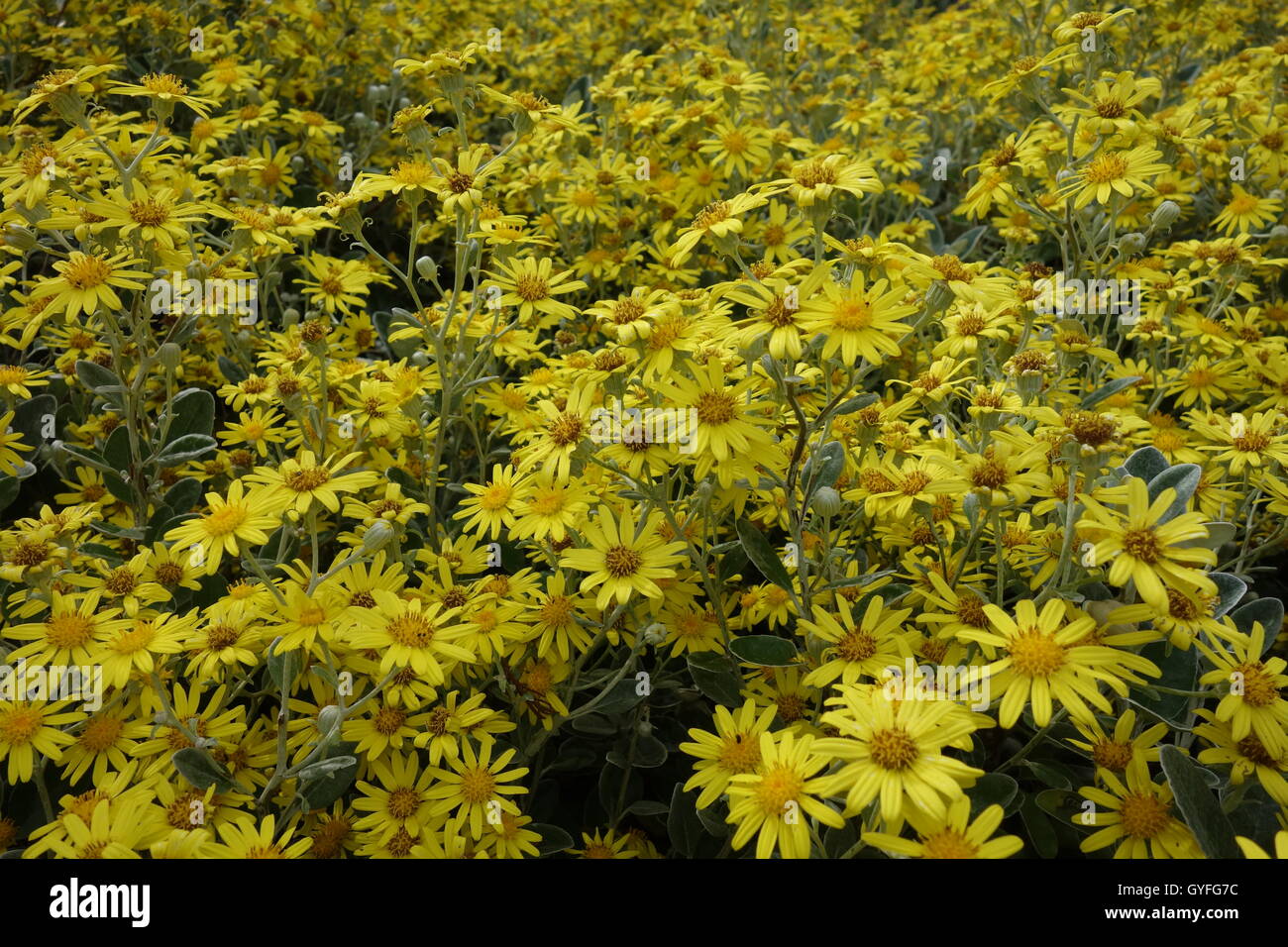 Flowers in the garden, taken all over UK Stock Photo - Alamy