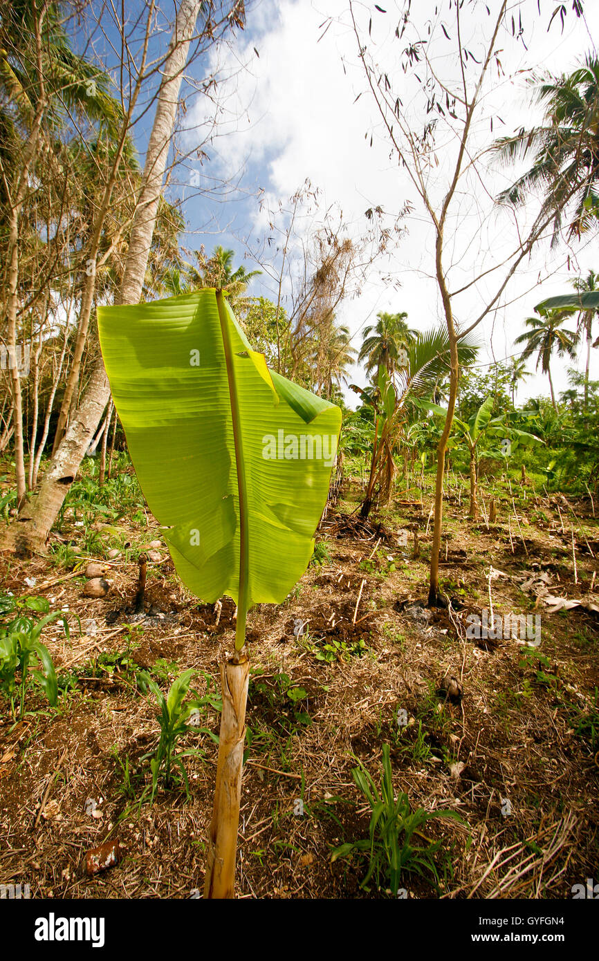 Lifuka island, Ha´apai archipelago. Tonga islands. Polynesia Stock ...