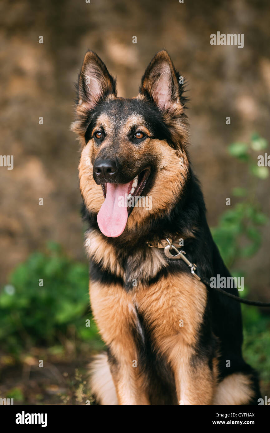 The Portrait Of Gazing Medium Size Mongrel Mixed Breed Long-Haired ...
