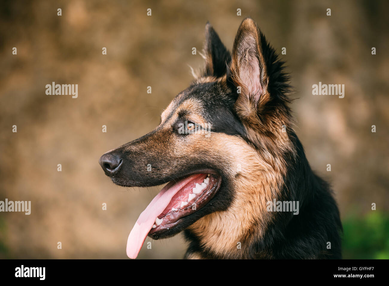 The Portrait Of Gazing Medium Size Mongrel Mixed Breed Long-Haired ...